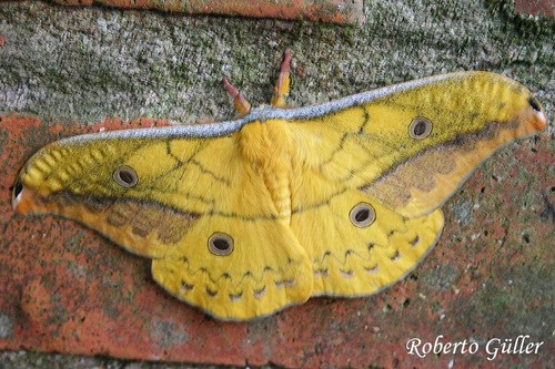 Subspecies Copaxa flavina flavina · iNaturalist