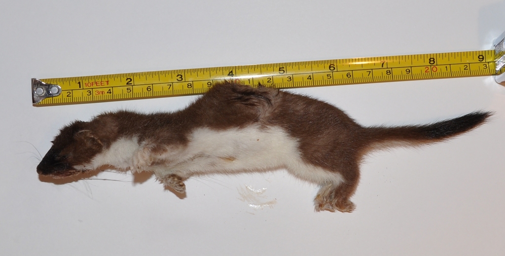 Haida Ermine (Mustela haidarum) - Know Your Mammals