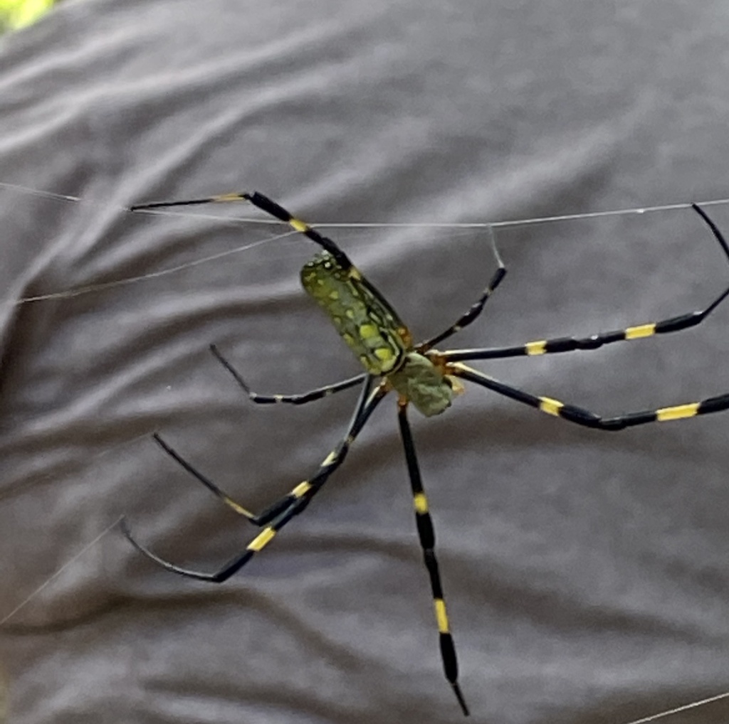 Joro Spider from Tumbling Creek Rd, Gainesville, GA, US on September 6 ...