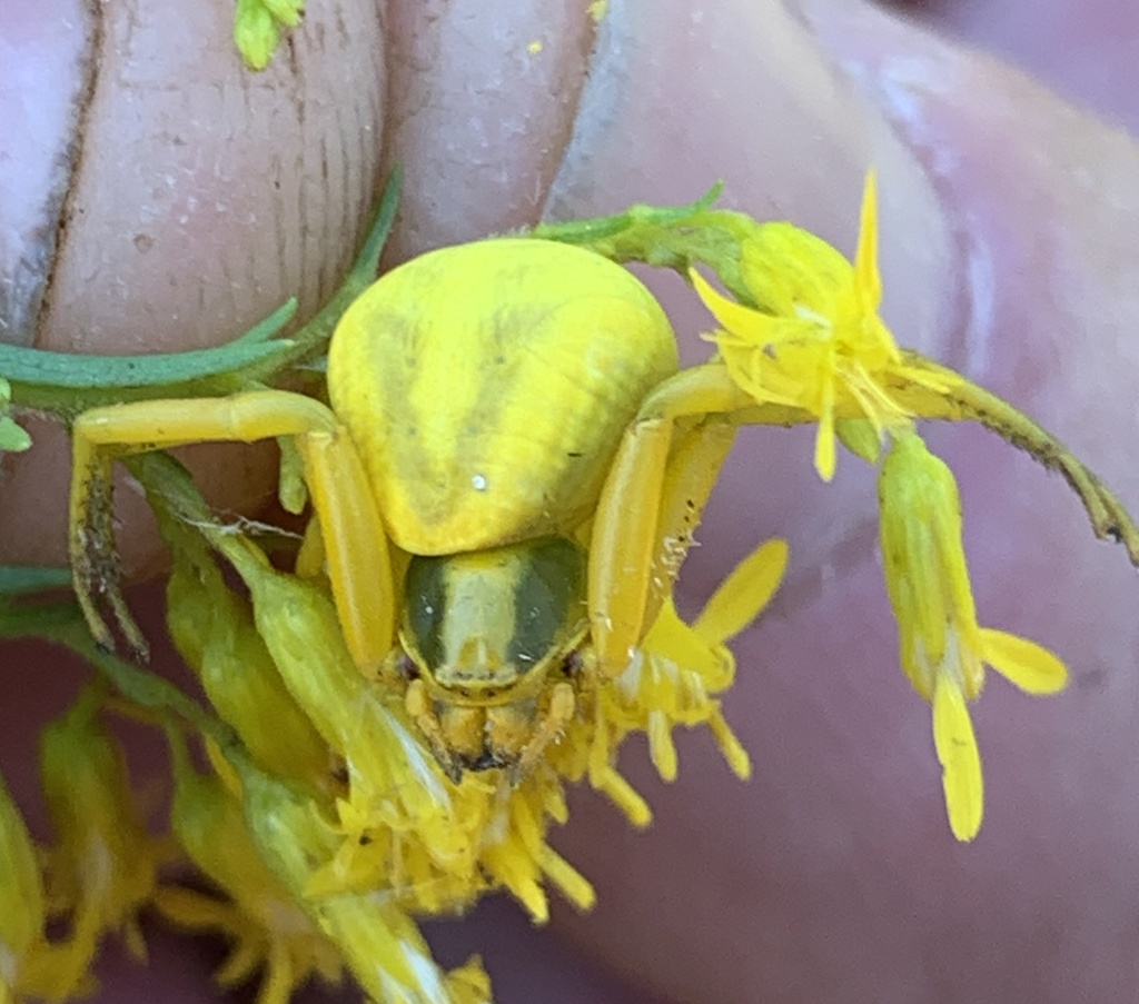White-banded Crab Spider from Blueberry Ln, Summertown, TN, US on ...