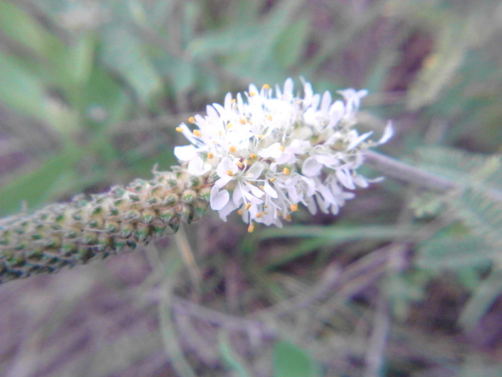 Slimspike Prairie Clover from Coleto Creek Park on June 19, 2014 by ...