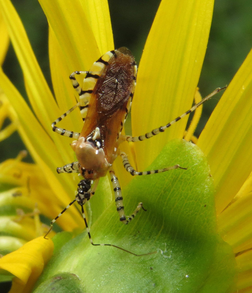 Ringed Assassin Bug (A guide to the Ecdysozoa: Insecta: Hemiptera (true ...