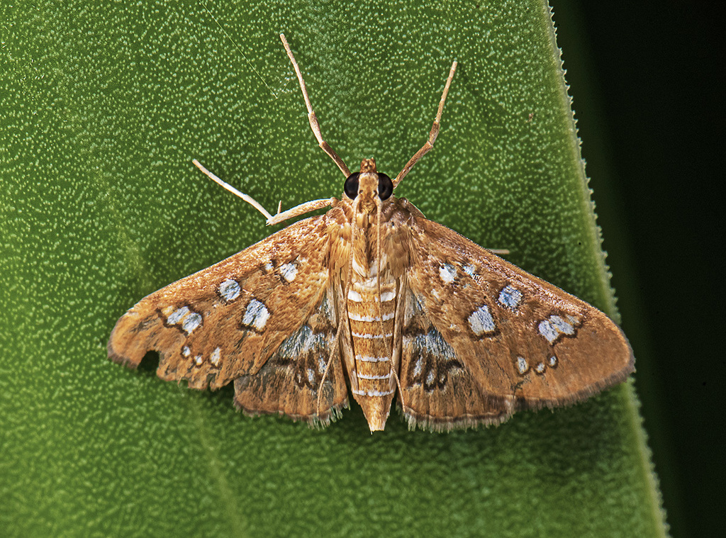 Media Moth from Canyon Lake, TX, USA on September 5, 2020 at 10:18 PM ...