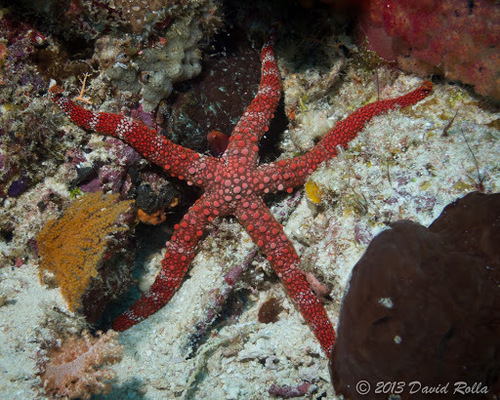 Rose Sea Star (Nardoa rosea) · iNaturalist