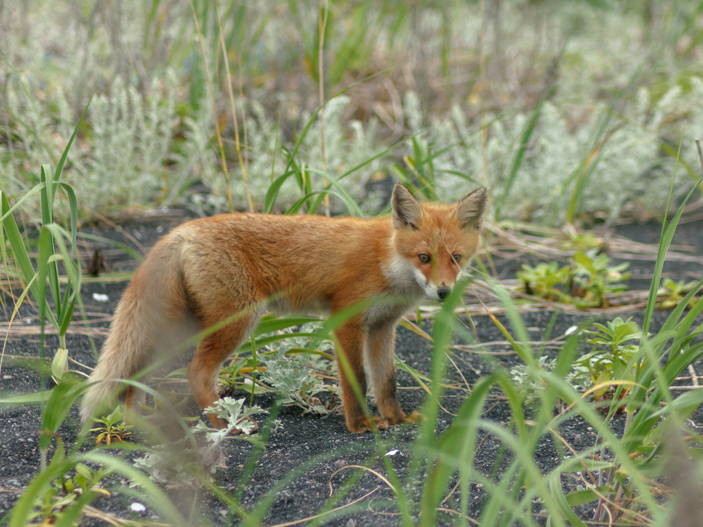 Red Fox from кунашир on August 03, 2020 at 11:37 AM by kaleksa ...