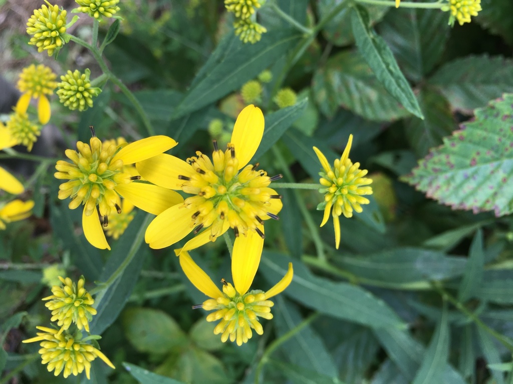 wingstem from Oregon Ridge Park, Cockeysville, MD, US on September 06 ...