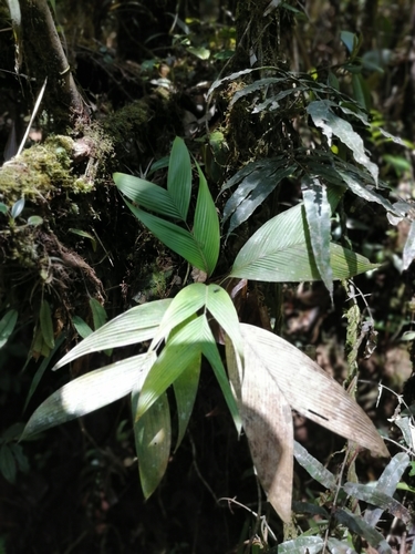 Geonoma monospatha · iNaturalist Mexico