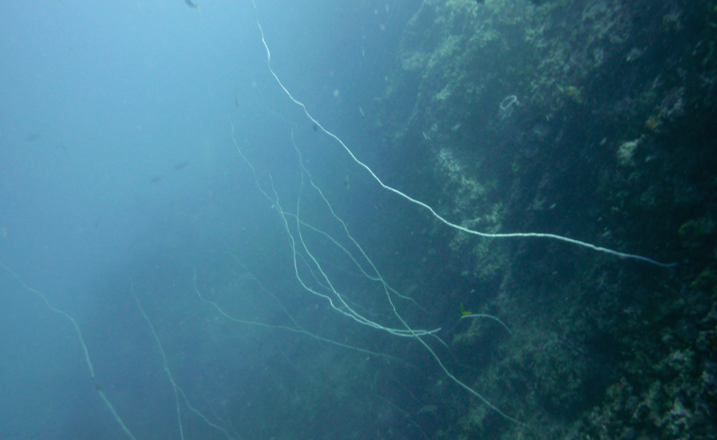 Junceella fragilis (Marine Biodiversity in the Gulf of Thailand ...