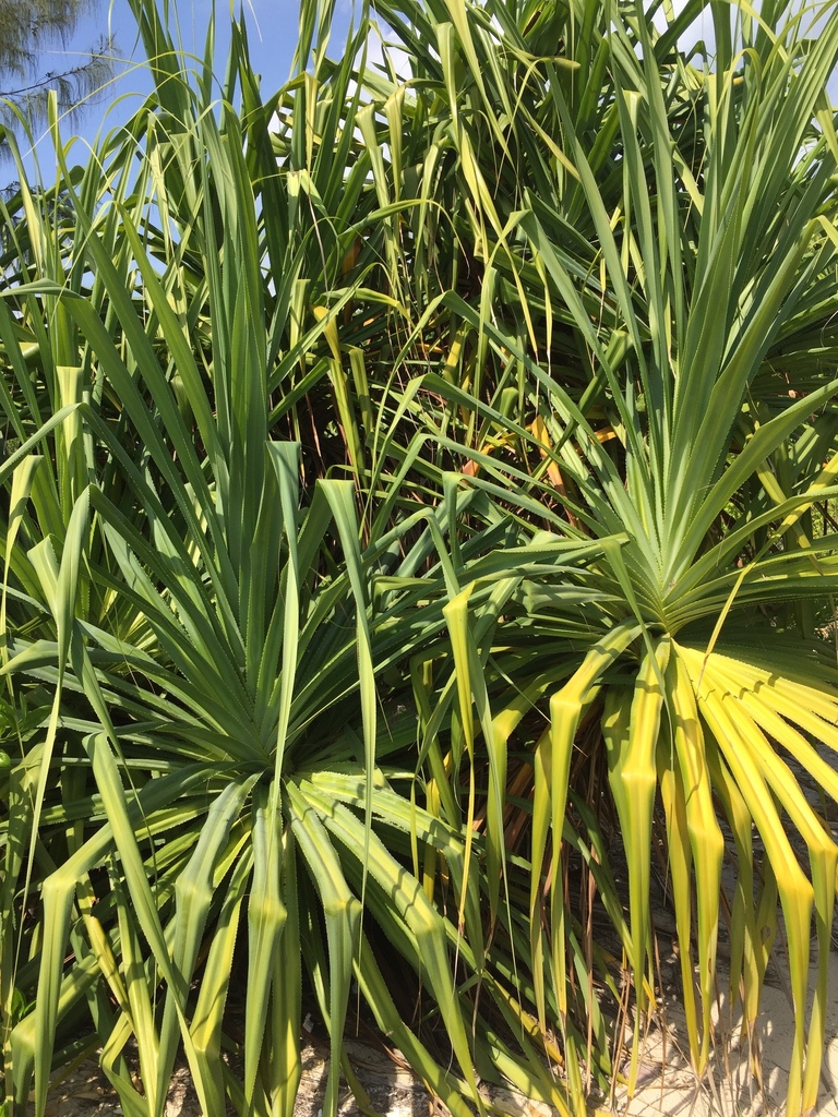 (Pandanus kirkii) - Botanical Realm