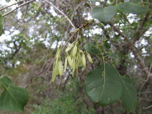 Texas ash (Wildlife and Wildflowers of Texas - Trees) · iNaturalist