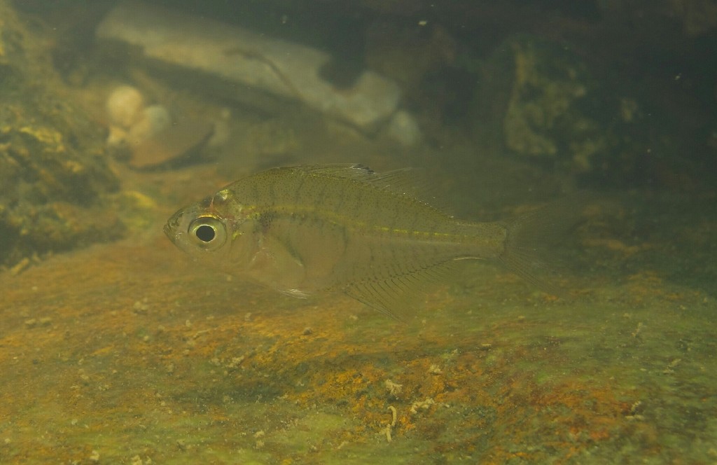 (Chanda) - Marine Life Identification