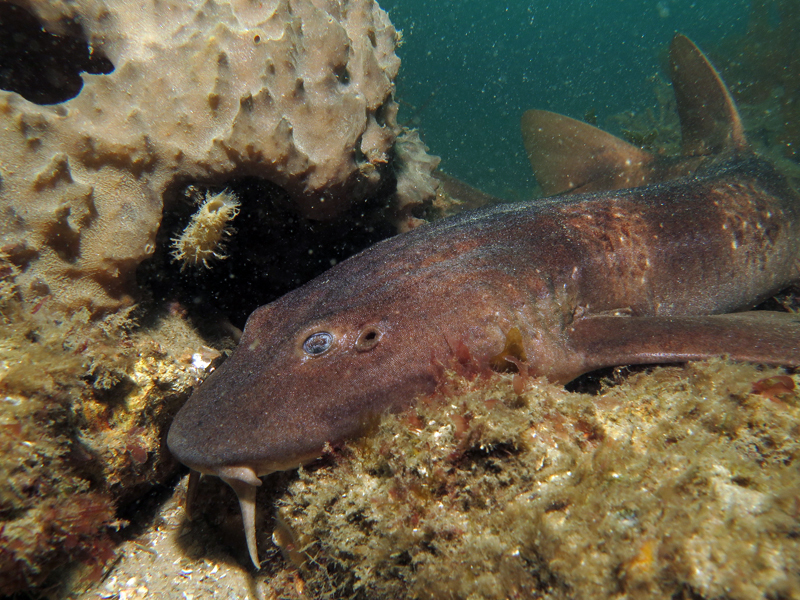 Blind Sharks (Brachaelurus) - Marine Life Identification