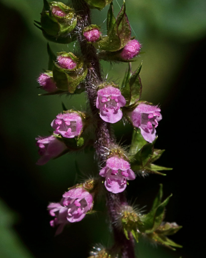 beefsteak plant (Lamiaceae (Mint) of the Pacific Northwest) · iNaturalist