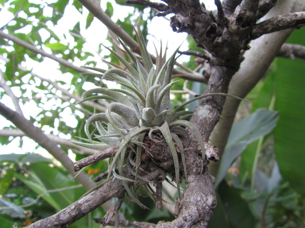 plants from Coquimatlán, Colima, Mexico on February 16, 2020 at 05:11 ...
