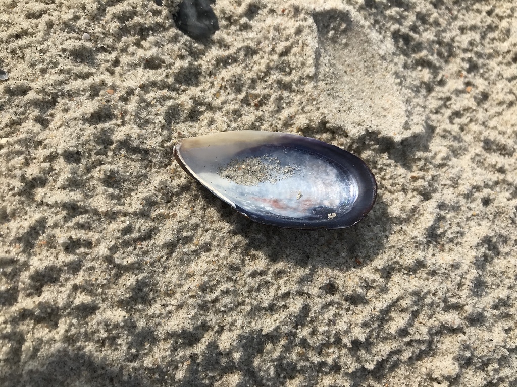 Blue Mussel from Oak Island, Oak Island, NC, US on September 6, 2020 at ...