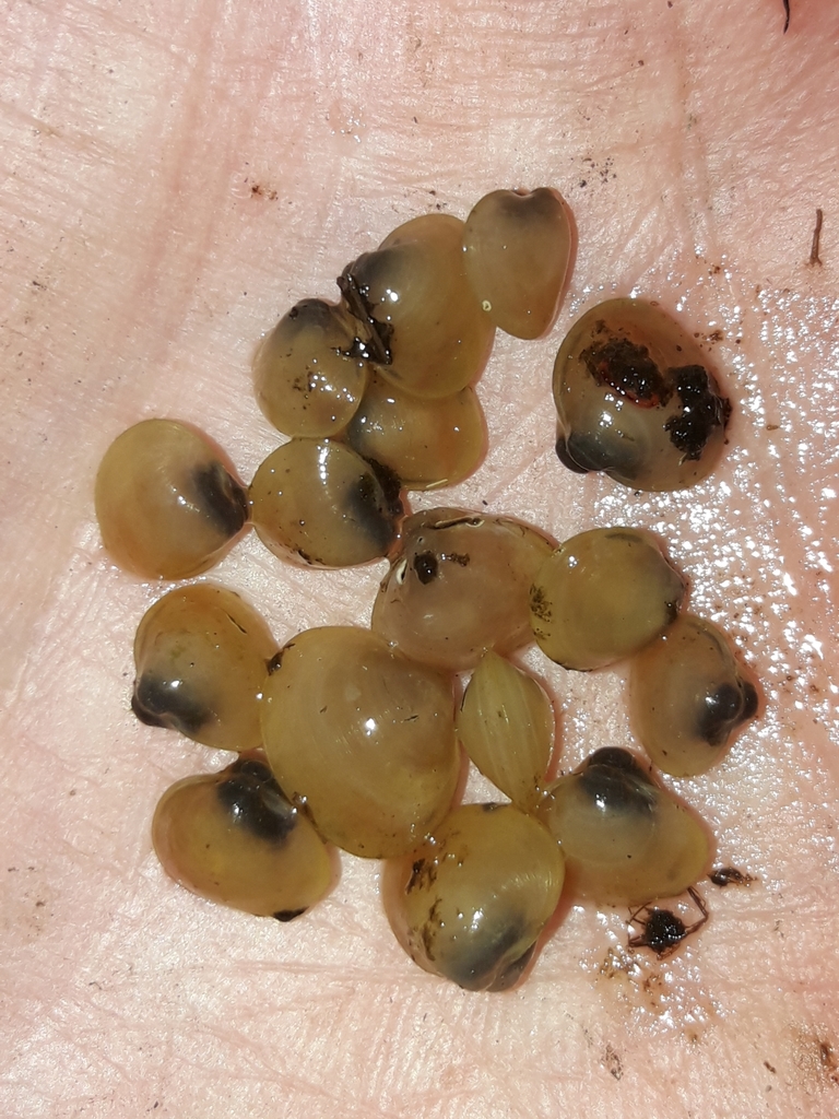 Lake Orb-mussel (Mussels and Clams of Alberta) · iNaturalist