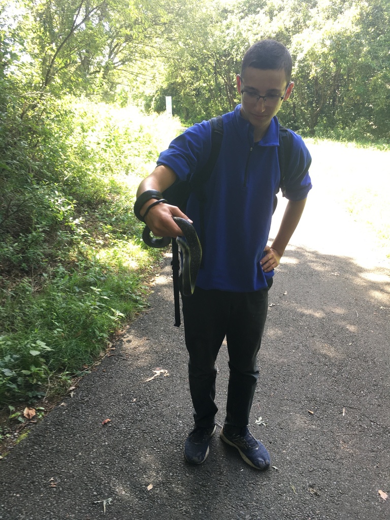 Eastern Ratsnake from Cub Run Stream Valley, Centreville, VA, US on ...