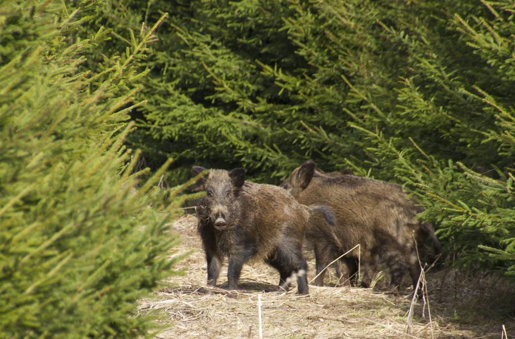 Eurasian Wild Pig (Sus scrofa) - Know Your Mammals