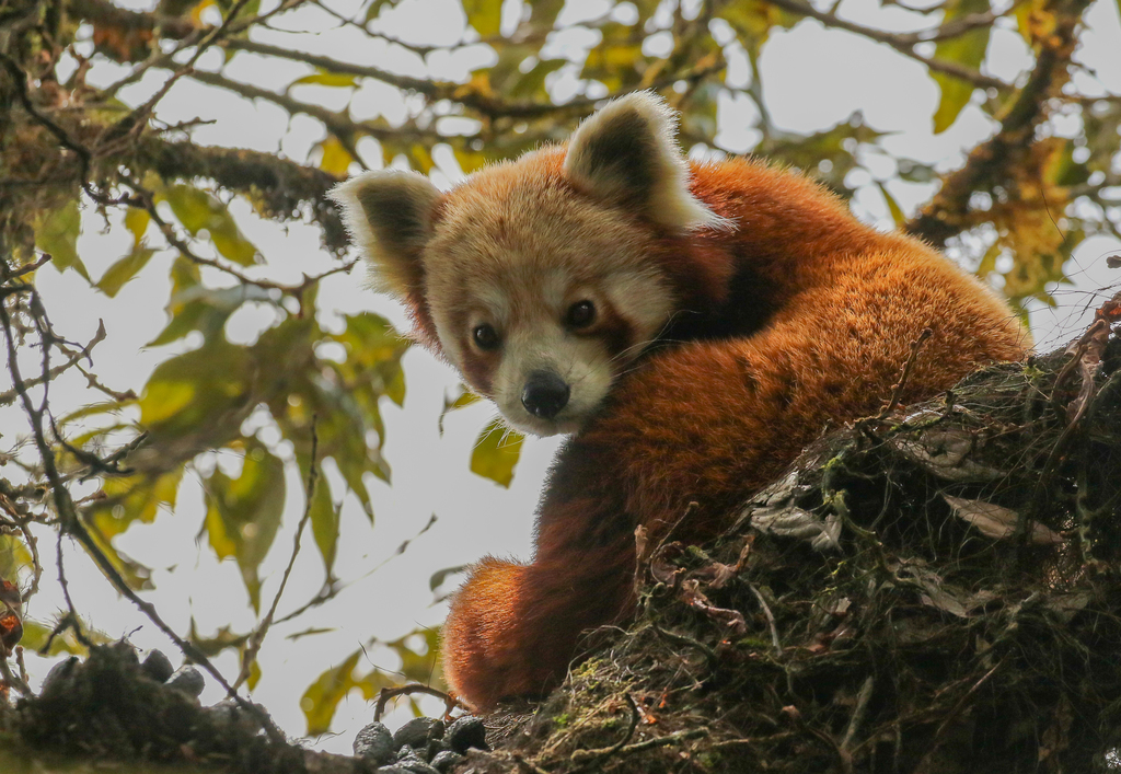 Red Pandas (Ailuridae) - Know Your Mammals