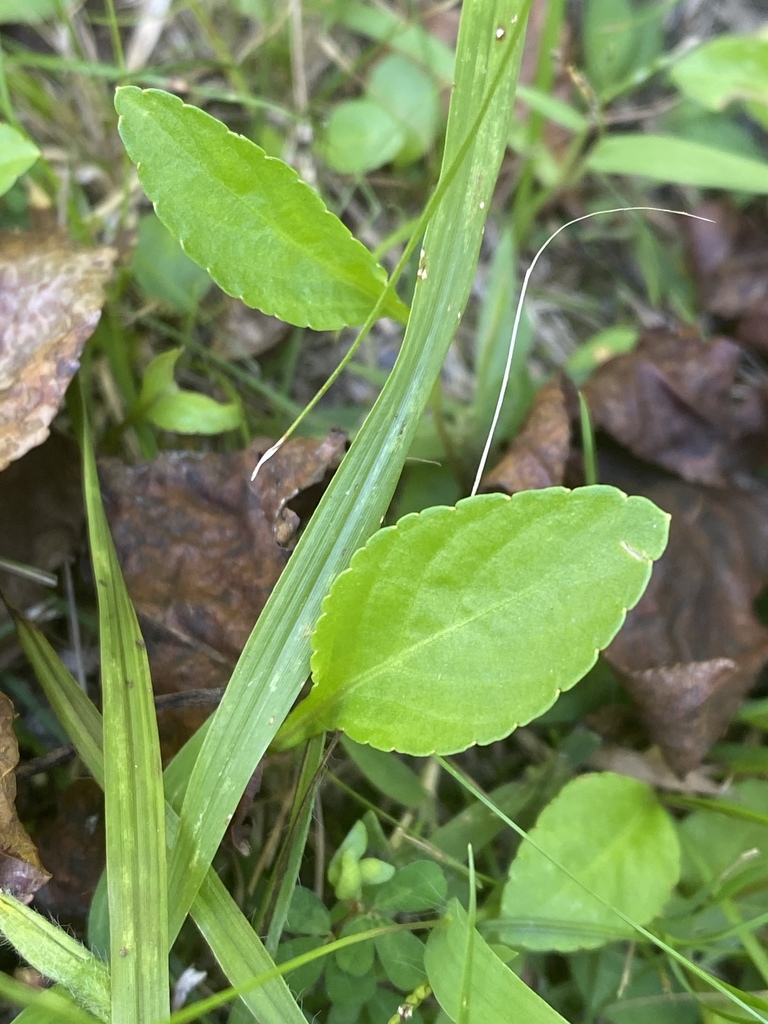 primrose-leaved violet in September 2020 by Robert Levy · iNaturalist