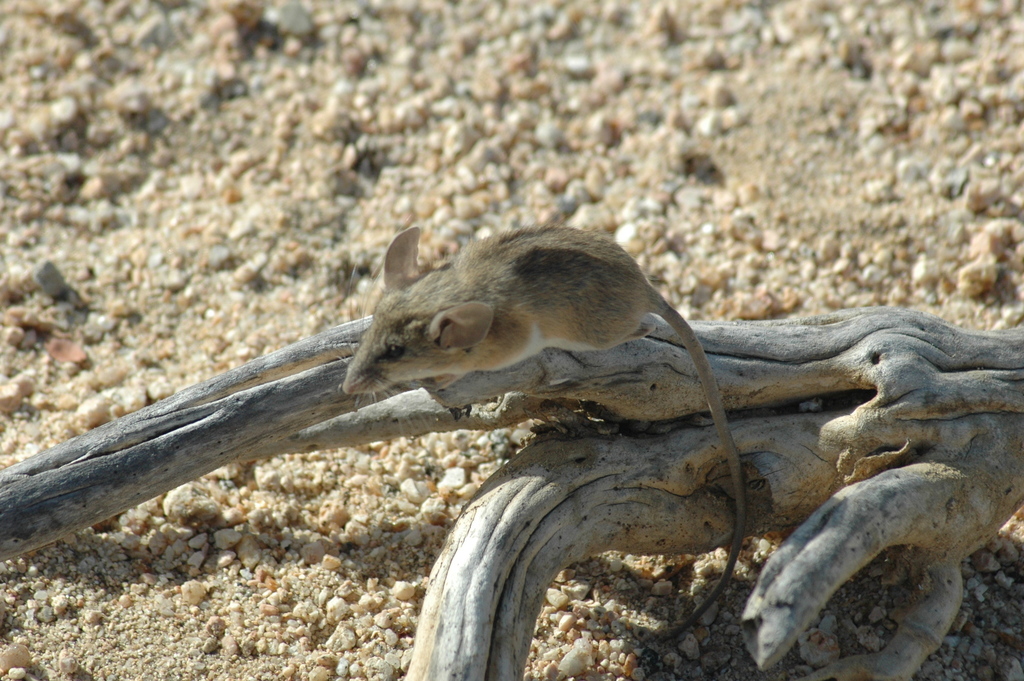 Eva's Desert Mouse from Los Cabos, Baja California Sur, Mexico on ...