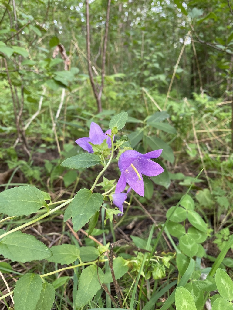 Creeping Bellflower from Parc du Mont Royal, Montréal, QC, CA on ...