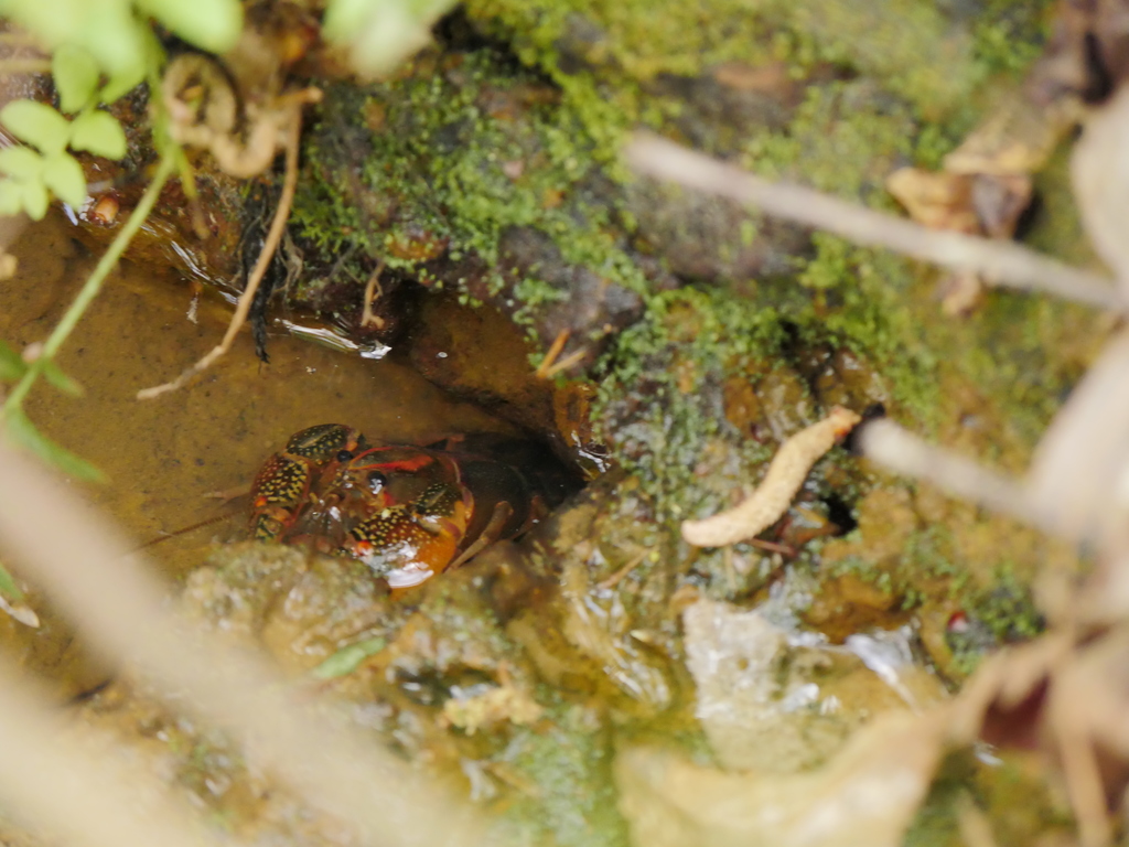 Painted Devil Crayfish from Antioch, Farmerville, LA 71241, USA on ...