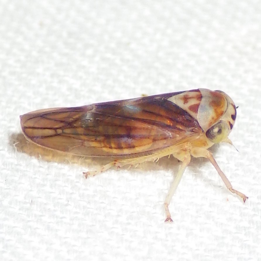 Populicerus from Fitzgerald Rd, Burdett, NY 14818, USA on September 5 ...