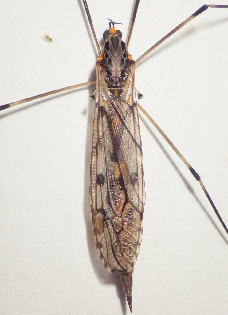 Giant Crane Fly from Fitzgerald Rd, Burdett, NY 14818, USA on September ...
