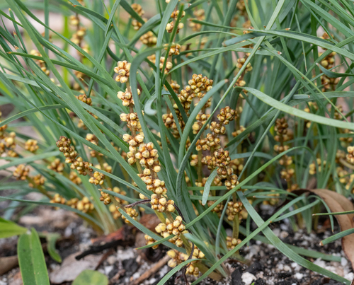 Pale Mat-rush (Lomandra glauca) · iNaturalist United Kingdom