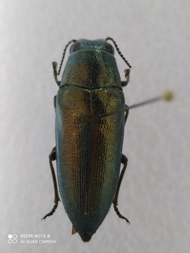 (Hippomelas mexicanus)