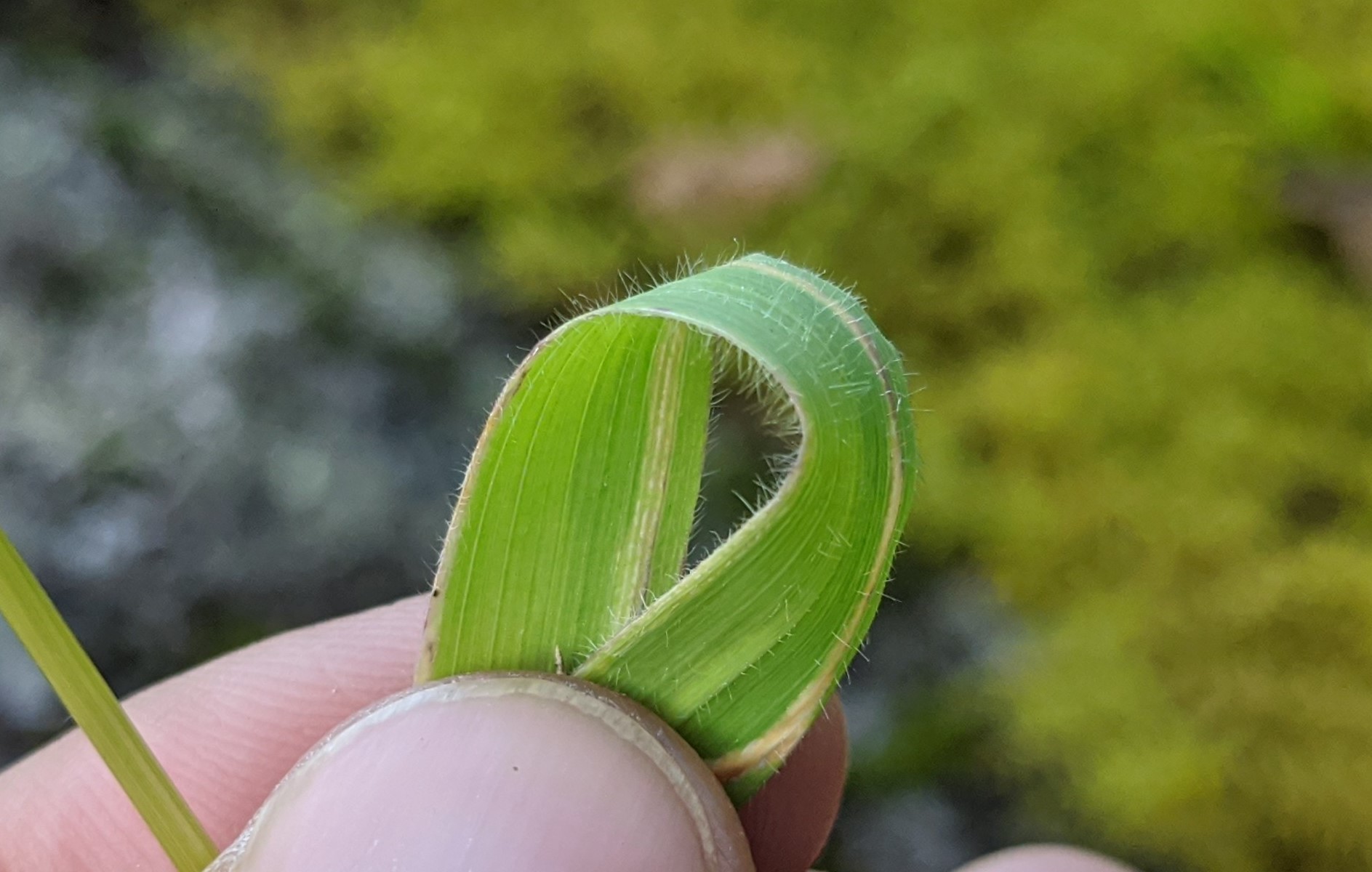Graphephorum Desv.