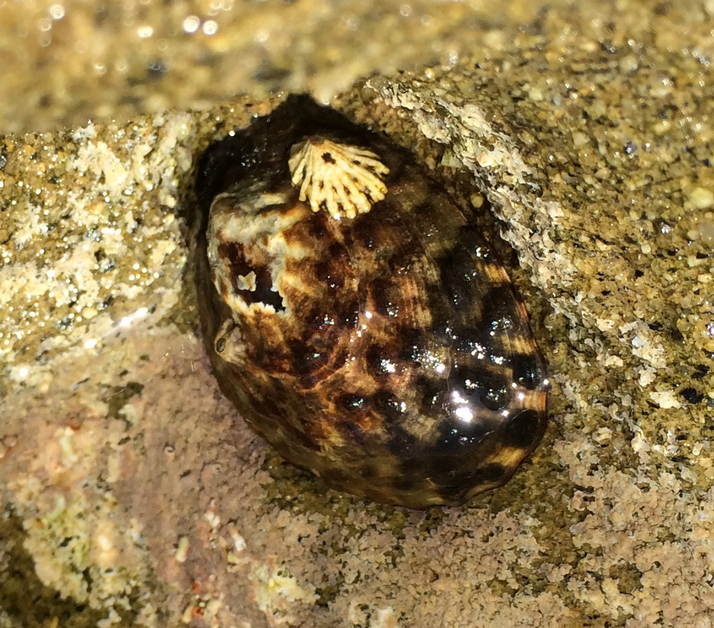 Owl Limpet (Multi-Agency Rocky Intertidal Network ) · iNaturalist