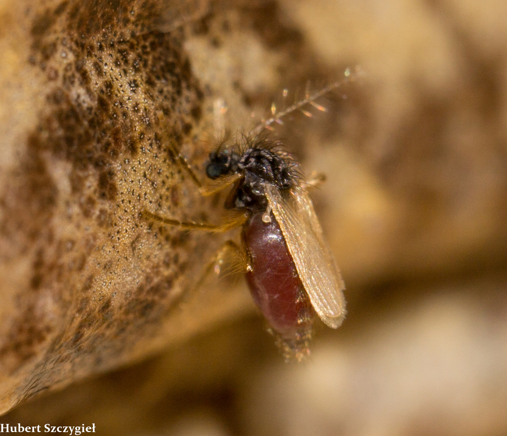 Frog-biting Midges from Gamboa, Panama on August 20, 2020 at 09:09 PM ...
