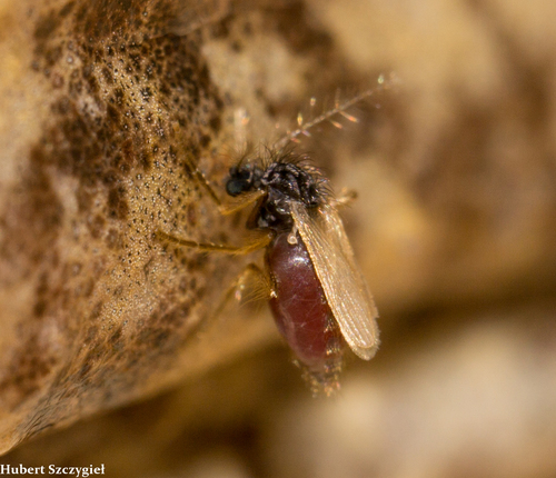Mosquitos de las ranas (Corethrella)