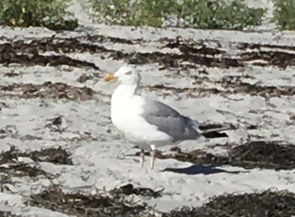 Herring Gull from Goosefare Bay, Kennebunkport, ME, US on September 05 ...