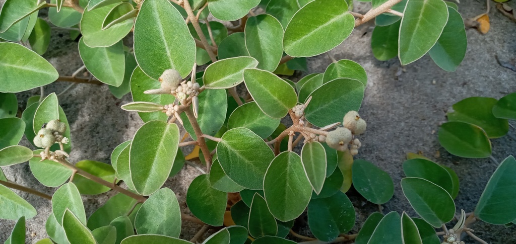 Beach Croton from Galerazamba, Santa Catalina, Bolívar, Colombia on ...