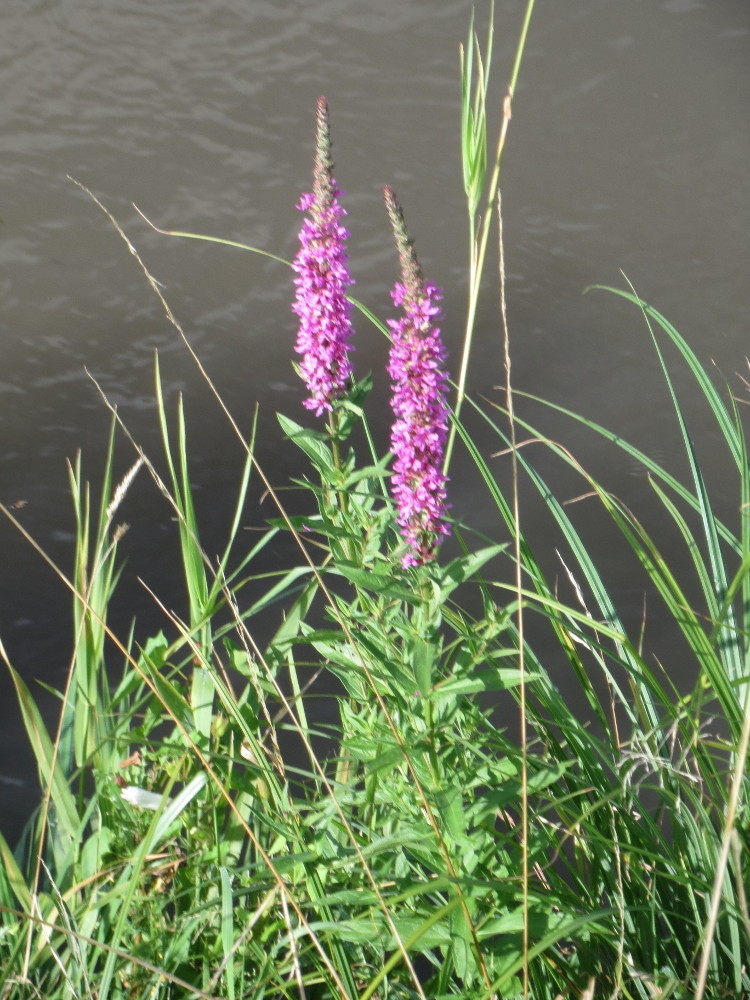 Purple Loosestrife (Black Hills Invasive Plant Guide) · iNaturalist