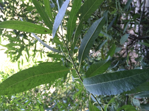 Red Willow (LA Urban Forest Program) · iNaturalist