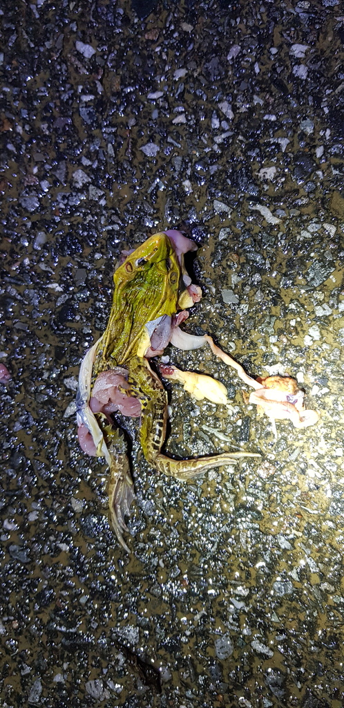 Black-spotted Frog in September 2020 by Amaël Borzée · iNaturalist