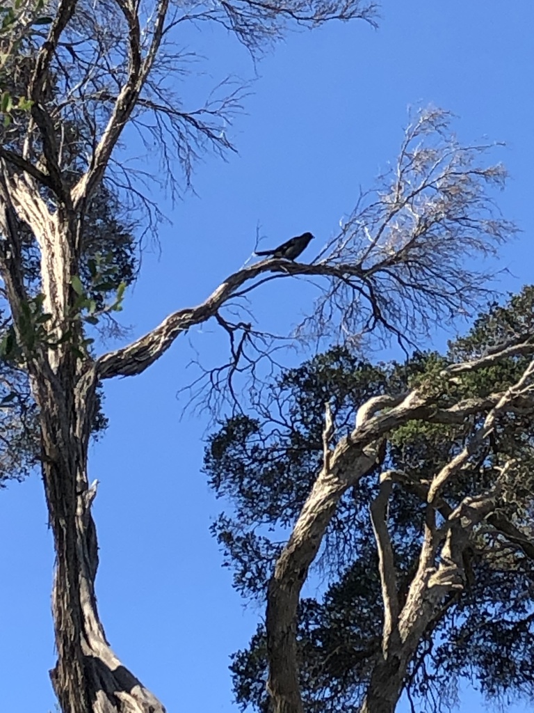 Pied Currawong from Valentine Street, Rye, VIC, AU on September 7, 2020 ...
