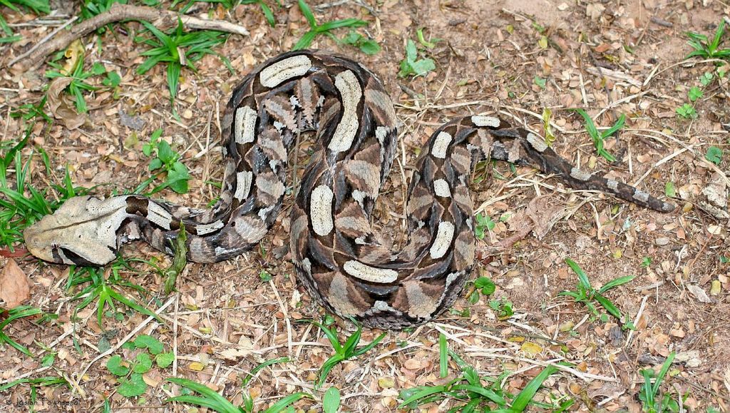 Gaboon Viper from iSimangaliso, North Uthungulu, South Africa on June ...