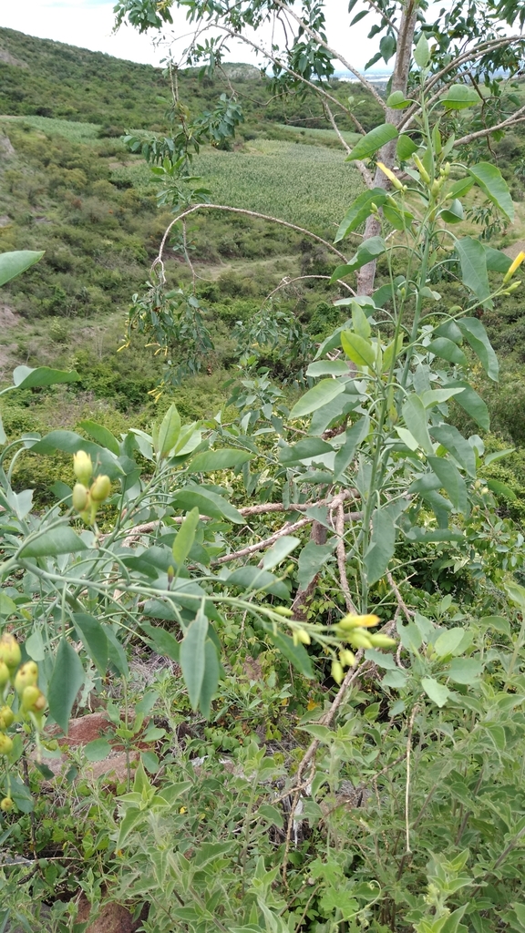 tree tobacco from León, Gto., México on September 06, 2020 at 12:37 PM ...