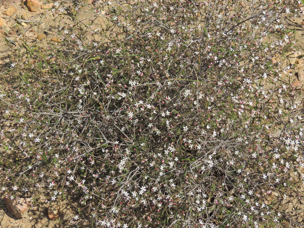 Philotheca angustifolia in September 2020 by fobhm · iNaturalist