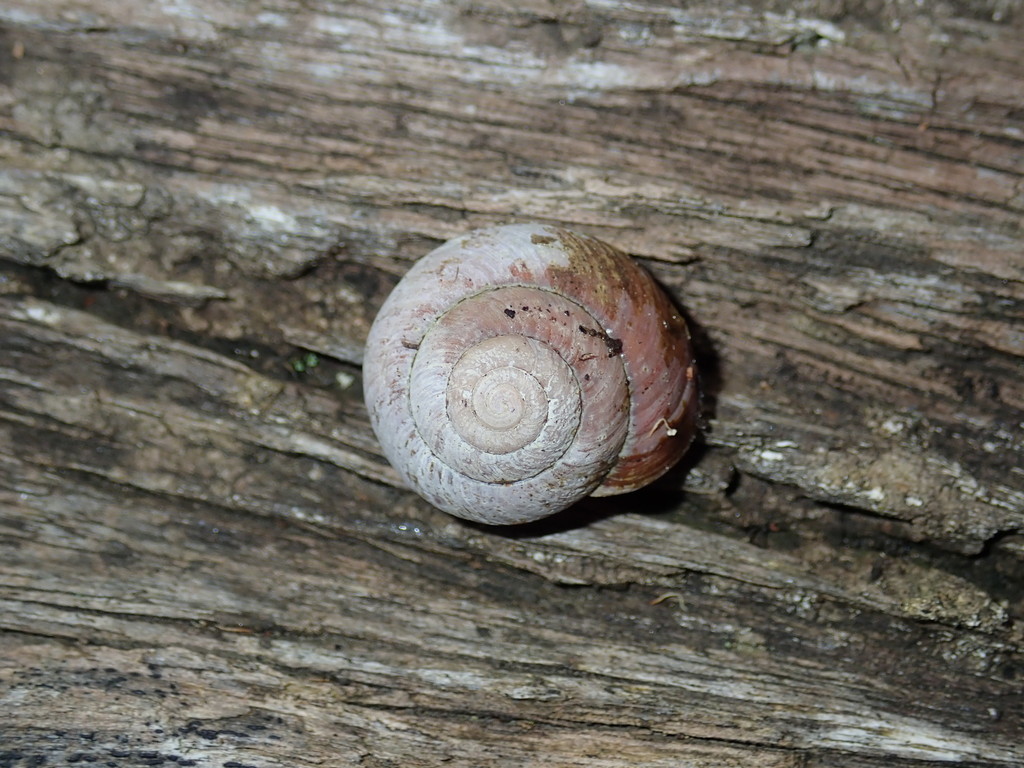 Woronora Woodland Snail from Parramatta - South, New South Wales ...