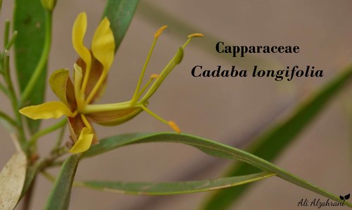 Cadaba longifolia · iNaturalist Mexico