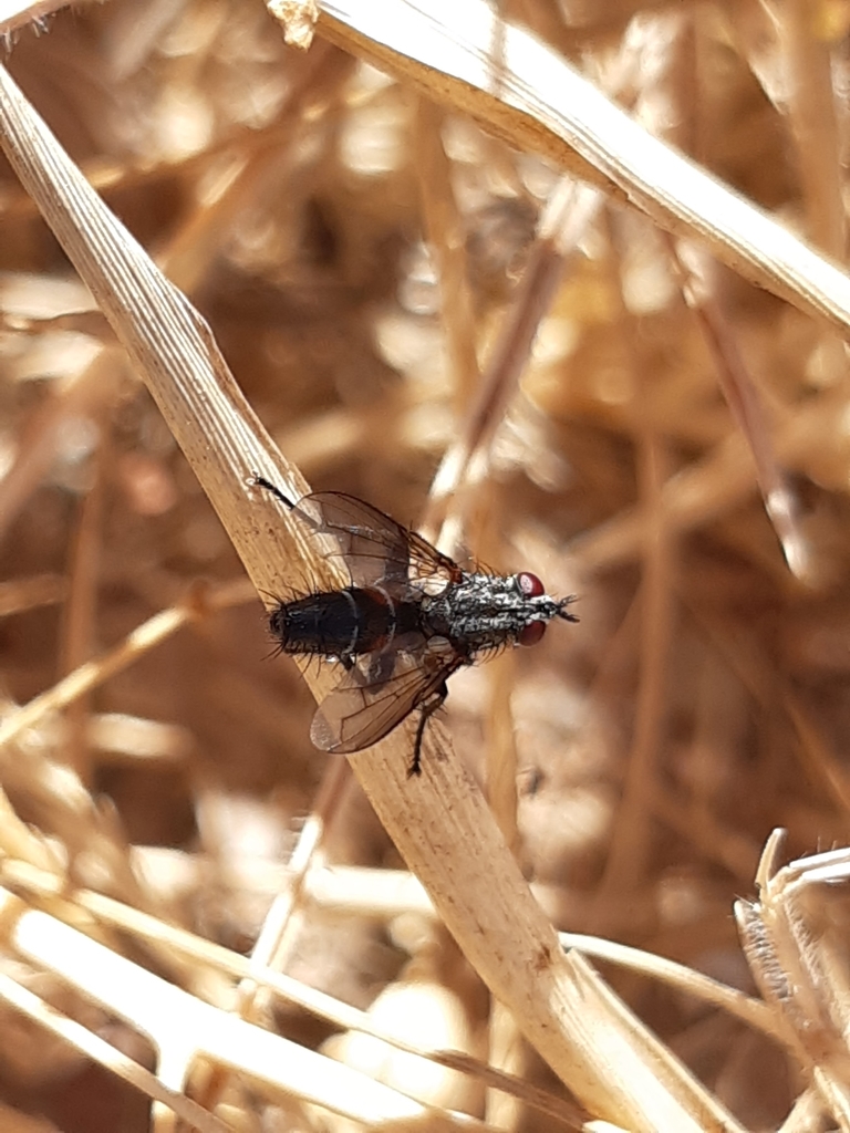 Bot Flies, Blow Flies, and Allies from Çankaya on September 7, 2020 at ...
