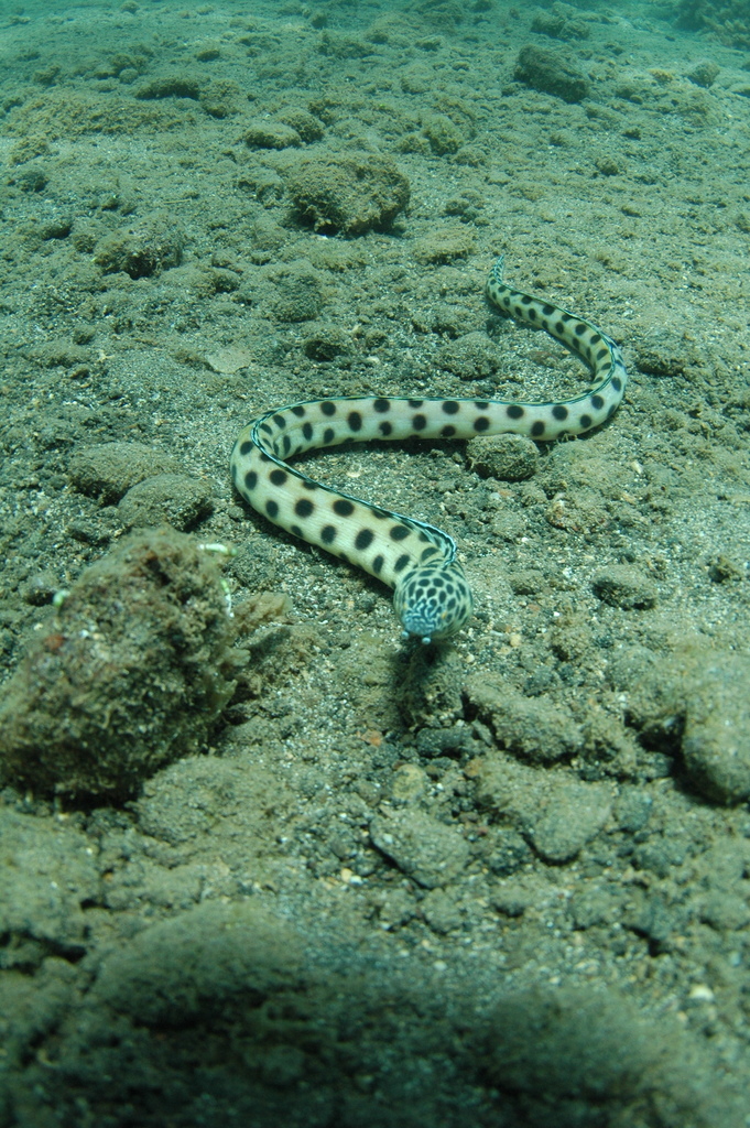 Snake Eels (Ophichthidae) - Marine Life Identification