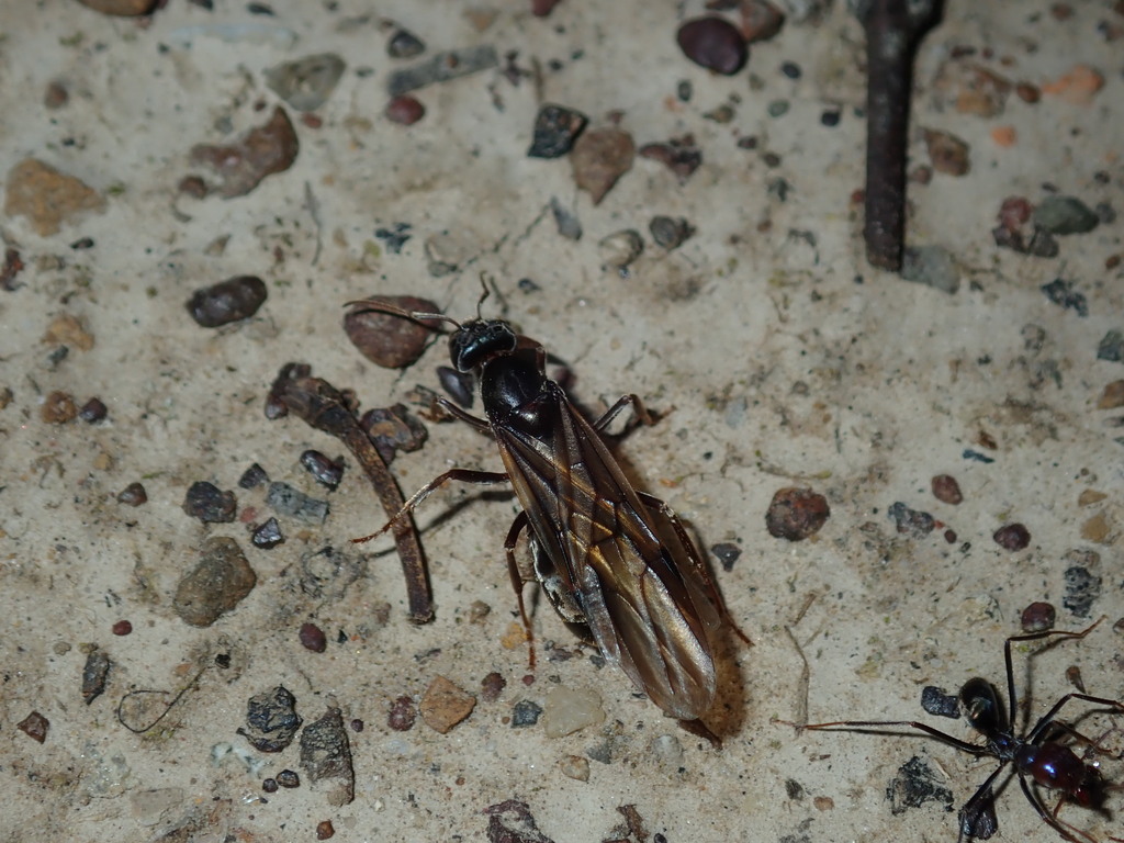Southern Meat Ant from Wategora Reserve along Duck River, Sydney, New ...