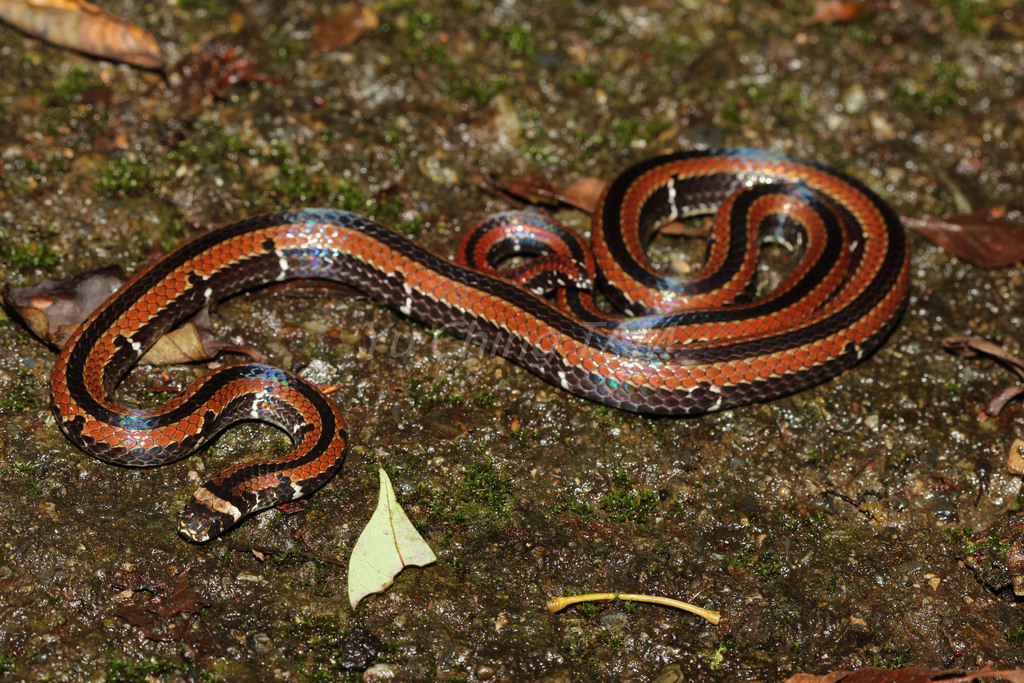 Colubrine Snakes (Colubrinae) - Snakes and Lizards